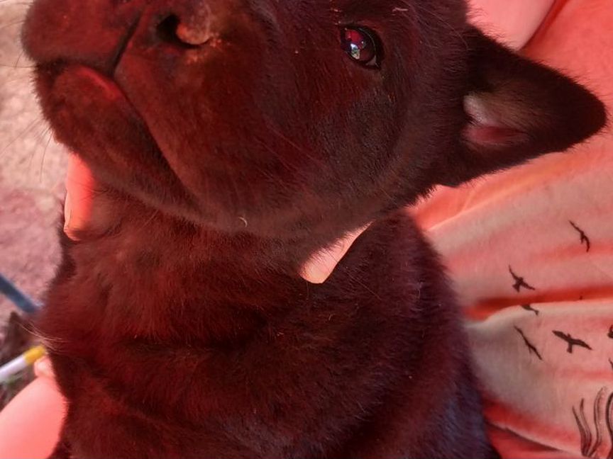 Щенки в добрые руки