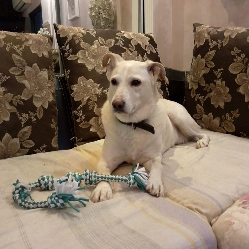 Взрослая собака в добрые руки