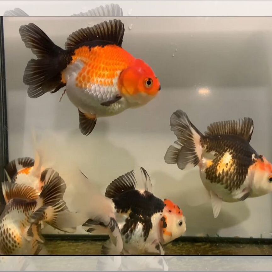 Оранда Триколор