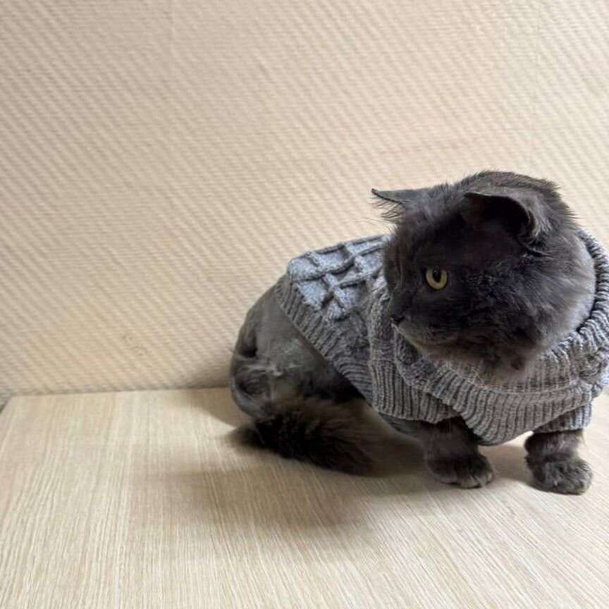 Кот Твикс в добрые руки