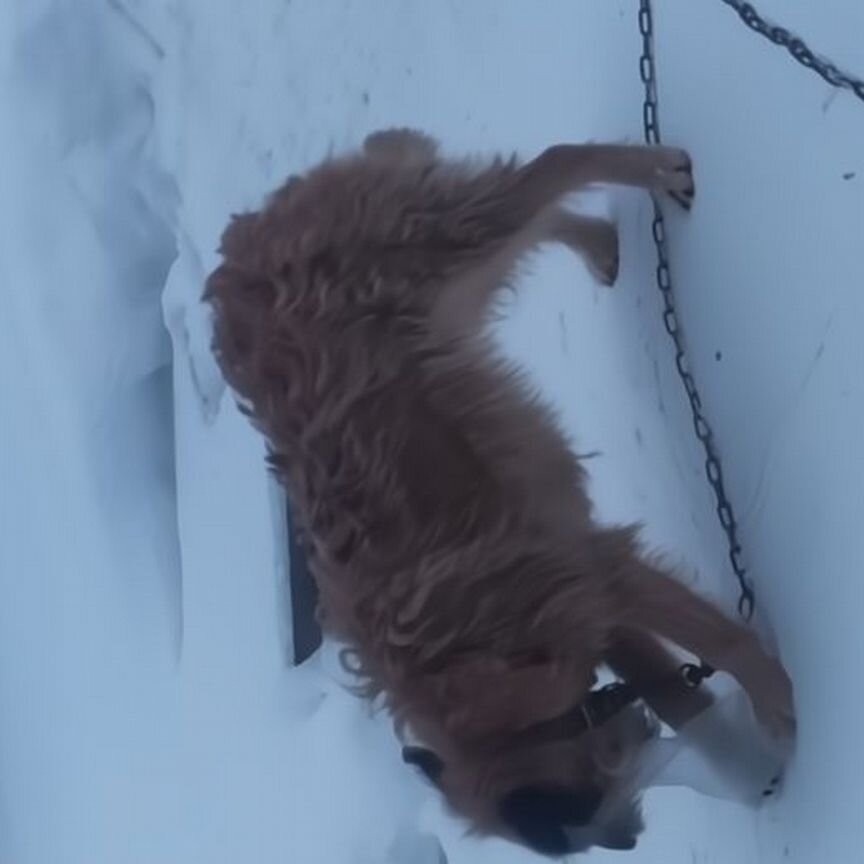 Взрослая собака в добрые руки