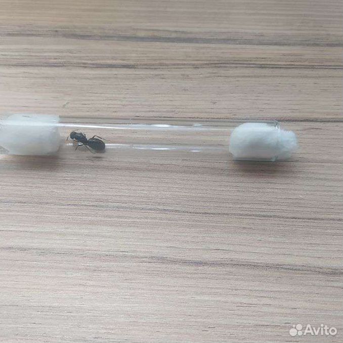 Муравьи Camponotus japonicus