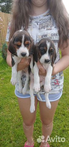 Щенки бигль