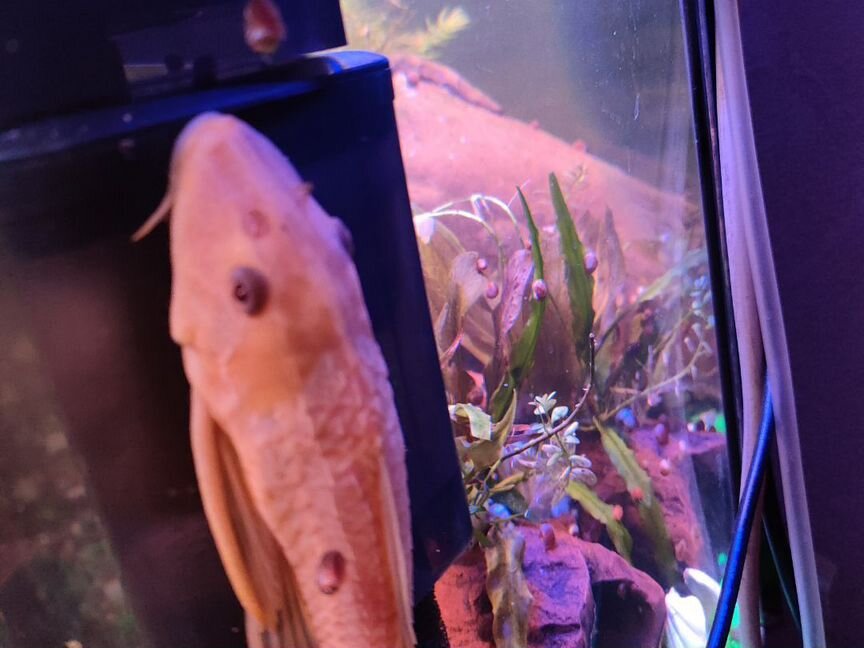 Рыба сом Анцитрус