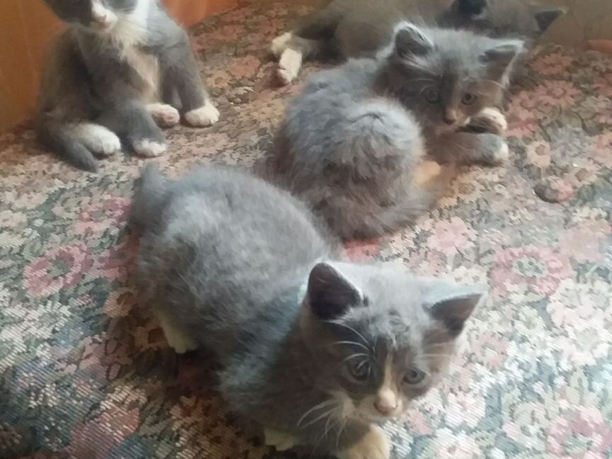 Котята в добрые руки