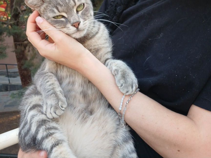 Кошка