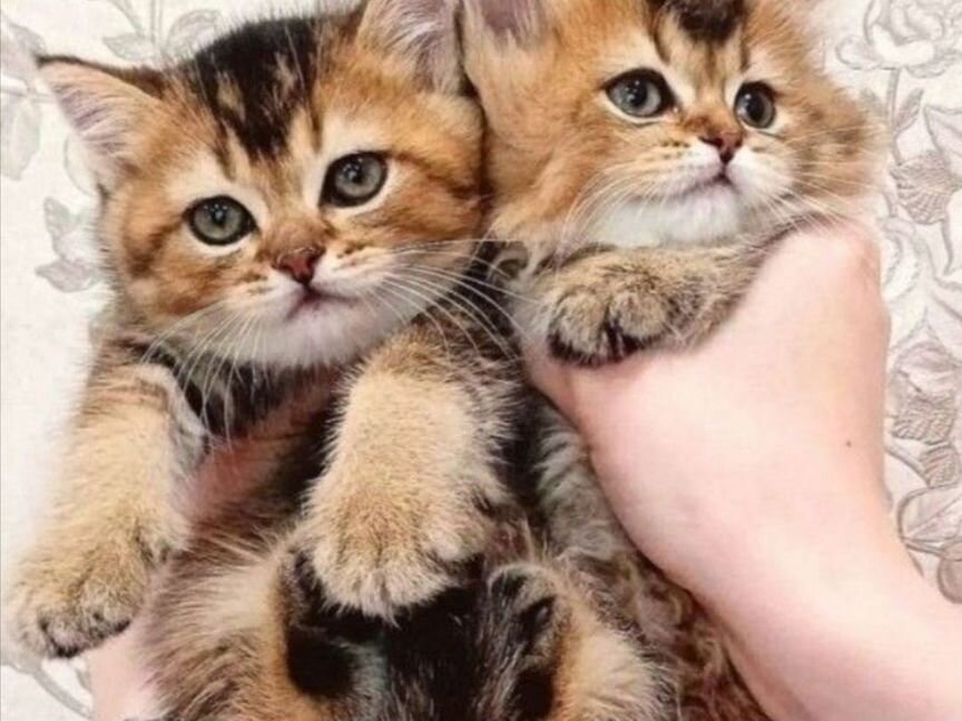 Шиншилловые котята беби-фейс