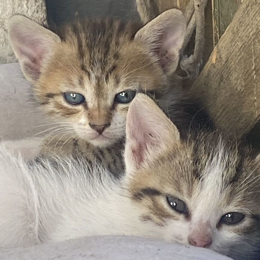 Котята в добрые руки бесплатно