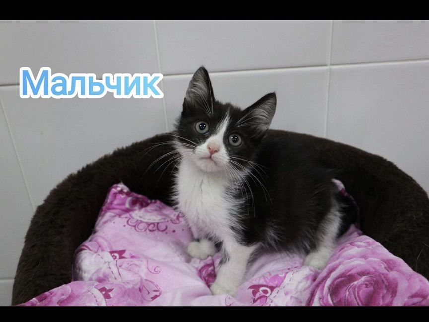 Игривые черные и белые котята в добрые руки