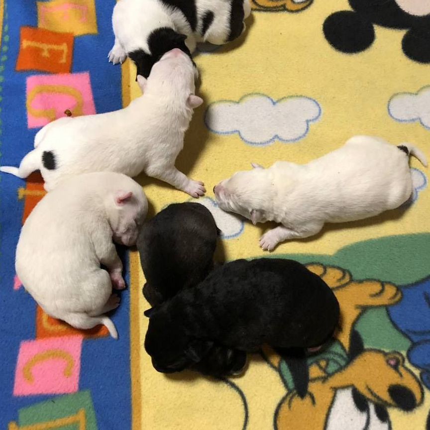 Лайка, щенок