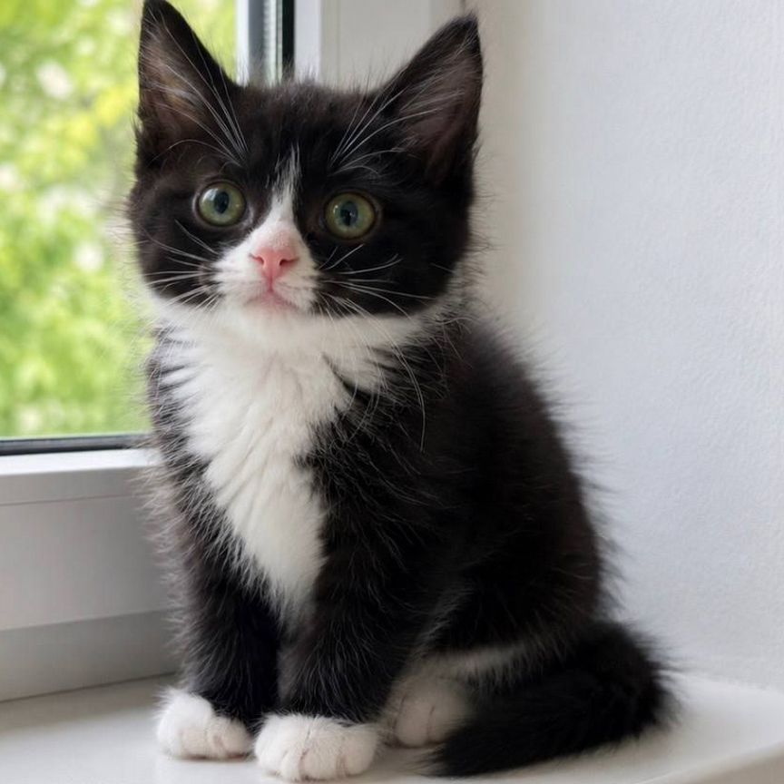 Котёнок в добрые руки