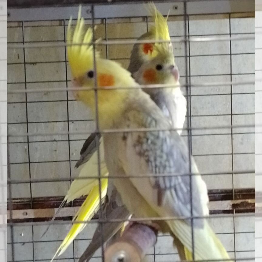 Птенец корелла