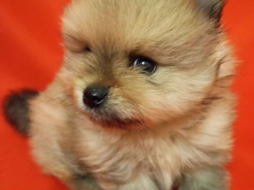 Померанский шпиц мини