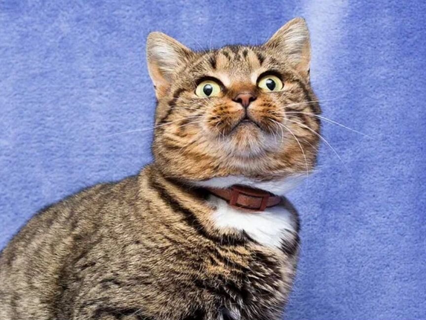Уютнейшая кошка ищет дом