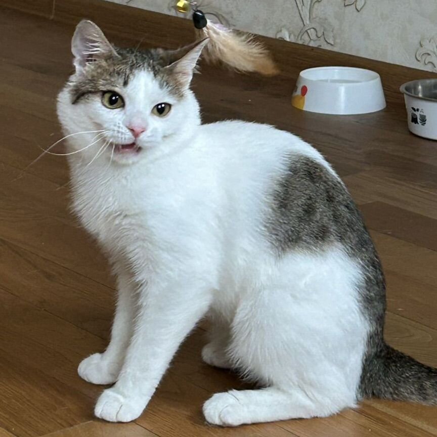 Европейский короткошёрстный котёнок