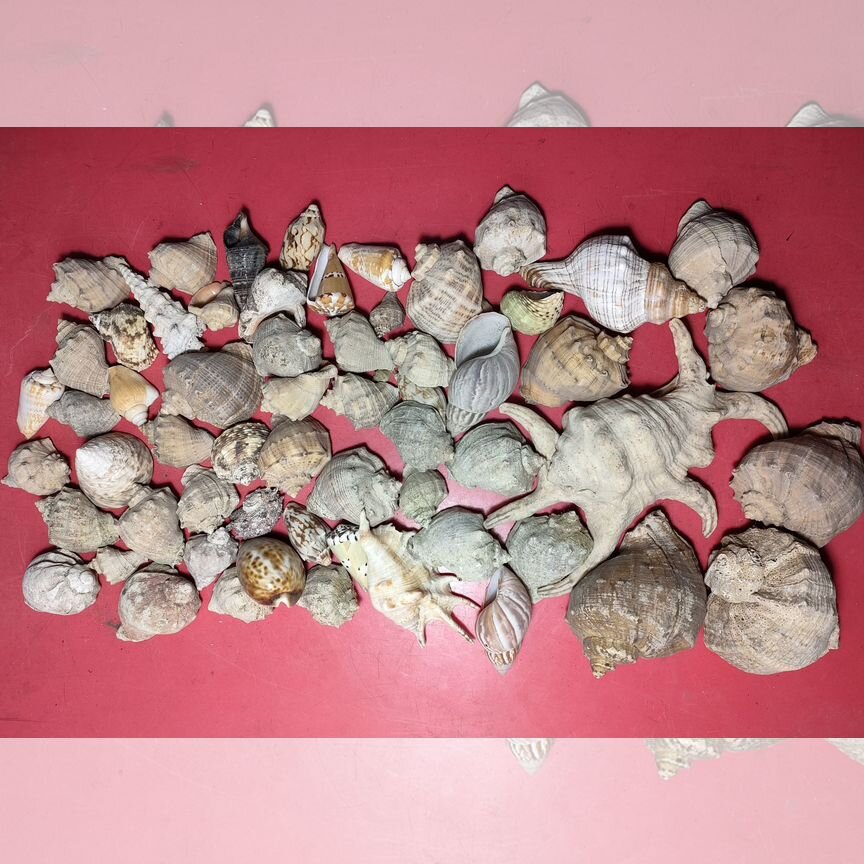 Морские ракушки раковины разные