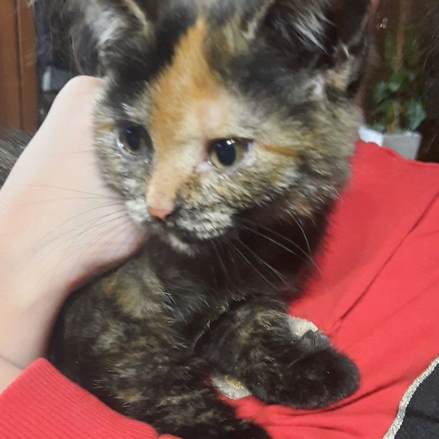 Отдам котят в добрые руки