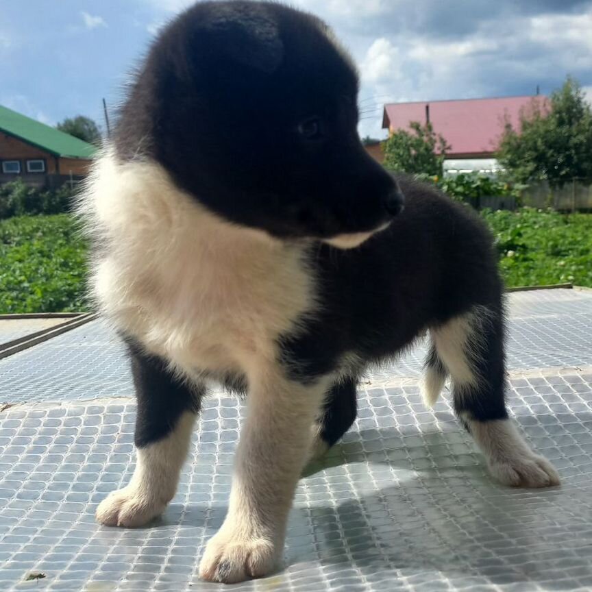 Собаки щенки русско европейская лайка