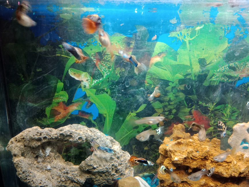 Аквариумные рыбки гуппи