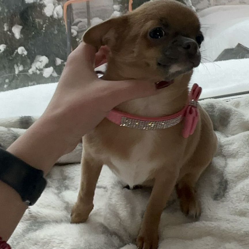 Чихуахуа девочка