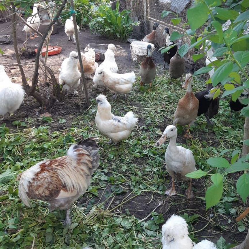 Продам селезней индийский бегунок