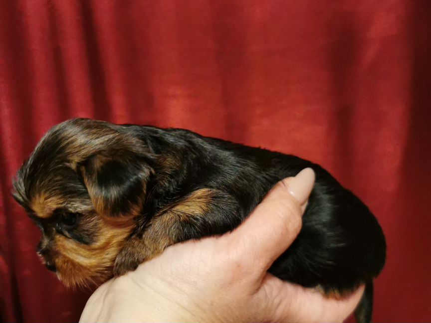 Йоркширский терьер щенки