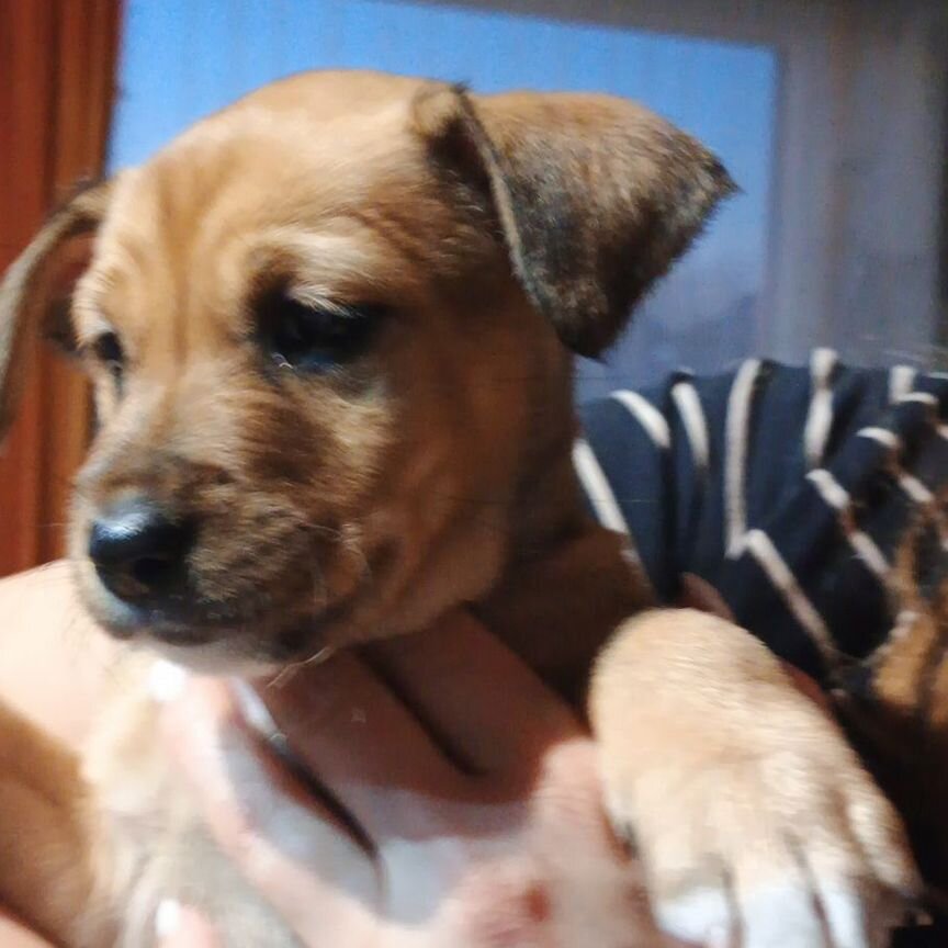 Щенок в добрые руки