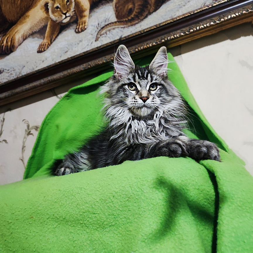 Котик готов к переезду