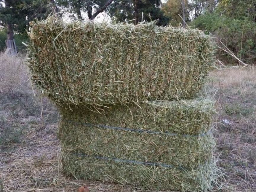 Люцерна в тюках 2024 -первый укос