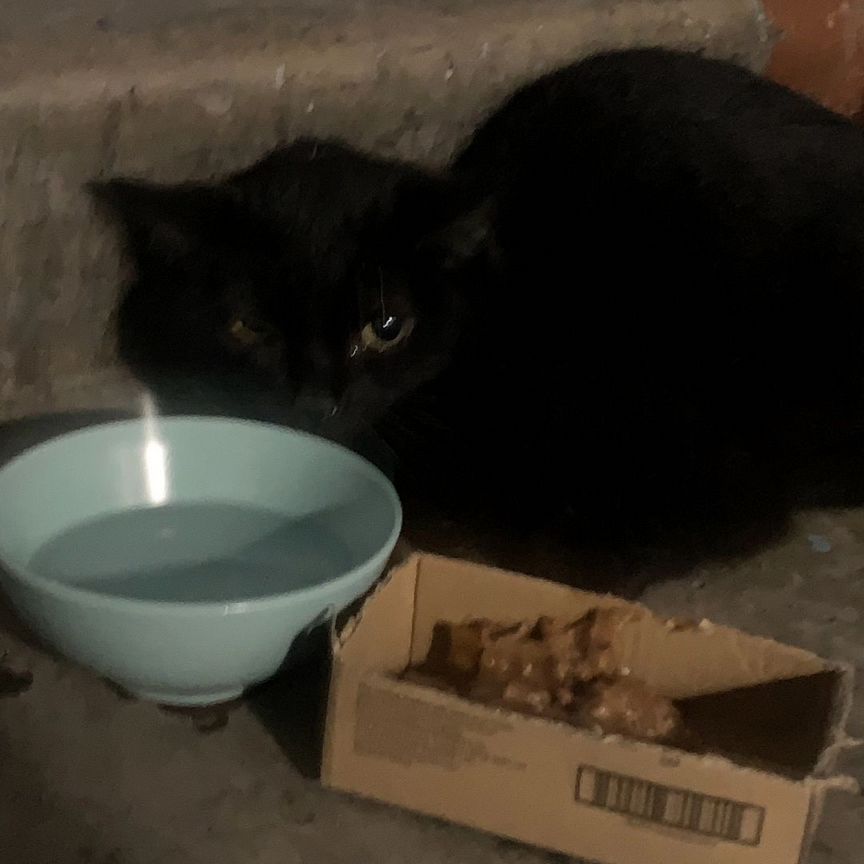 Котика выкинули с приданым(ищем дом