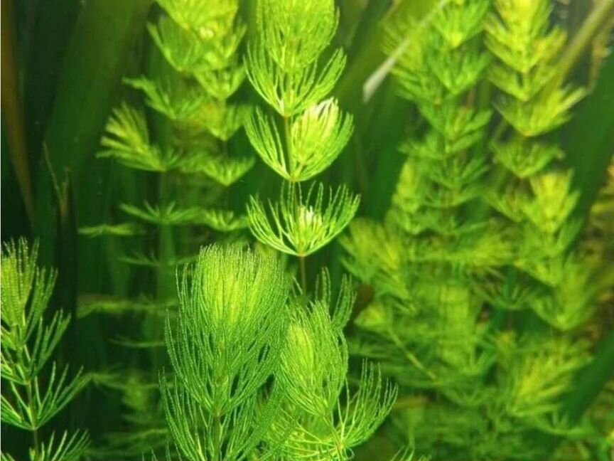 Аквариумное растение