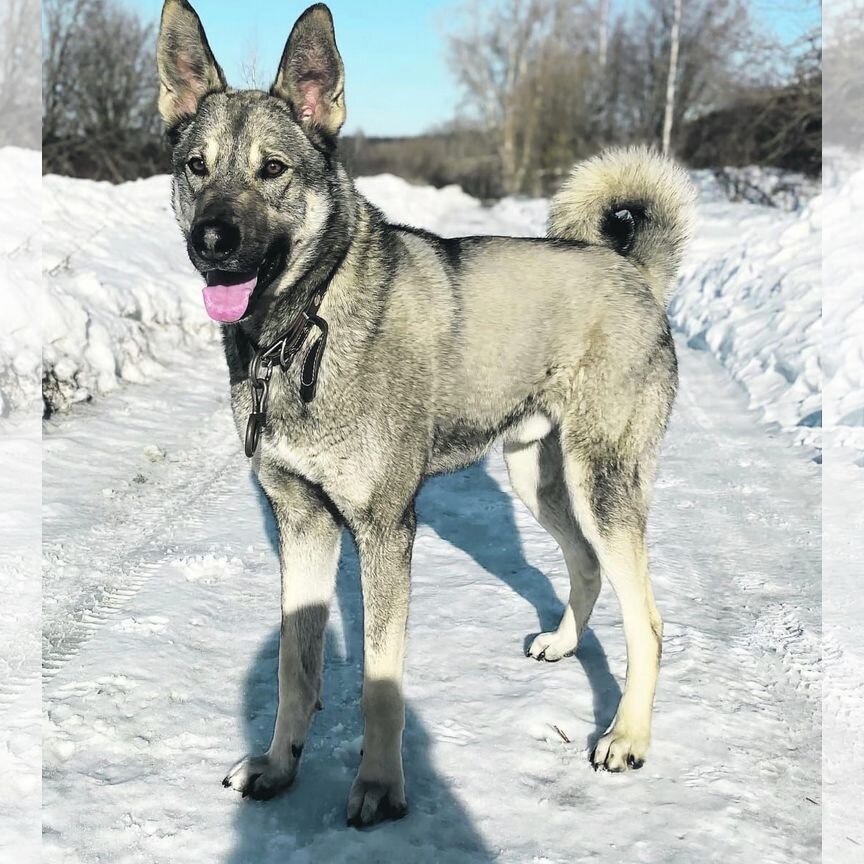 Собака в добрые руки отдам бесплатно