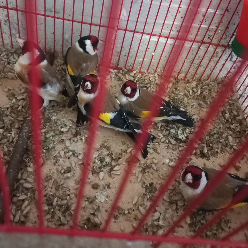 Щегол