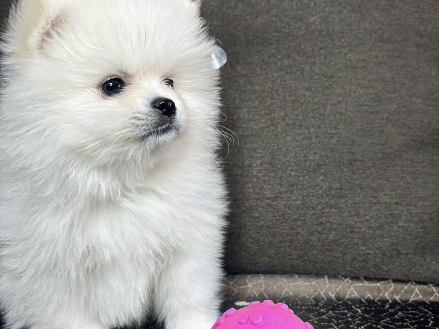 Белоснежное чудо