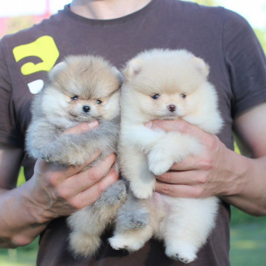 Померанскиц шпиц