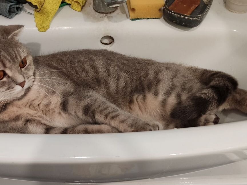 Британская кошка в дар