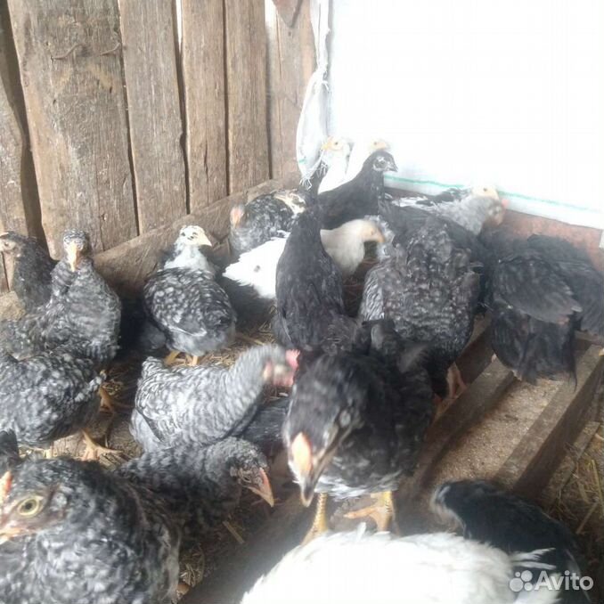 Цыплята подрозенные