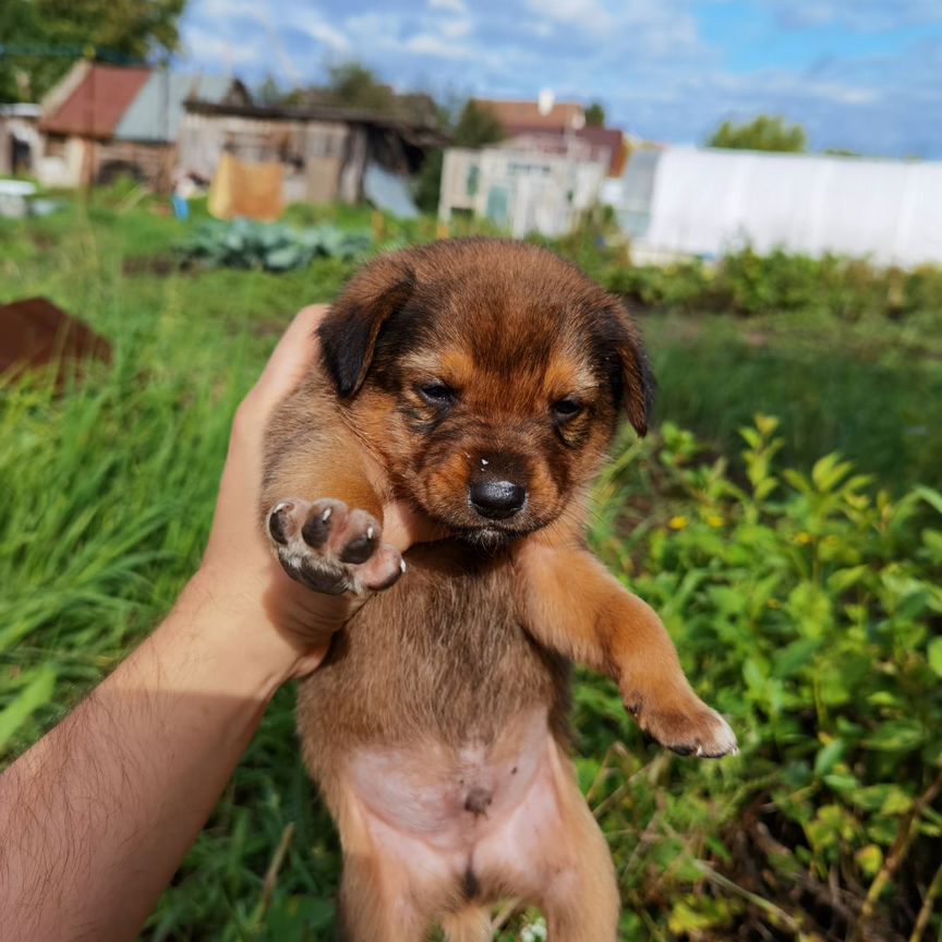 Отдадим щенков в добрые руки