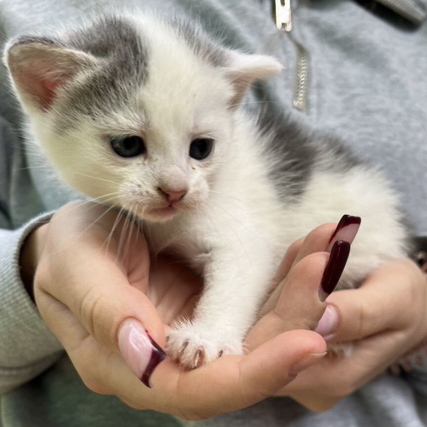 Котята