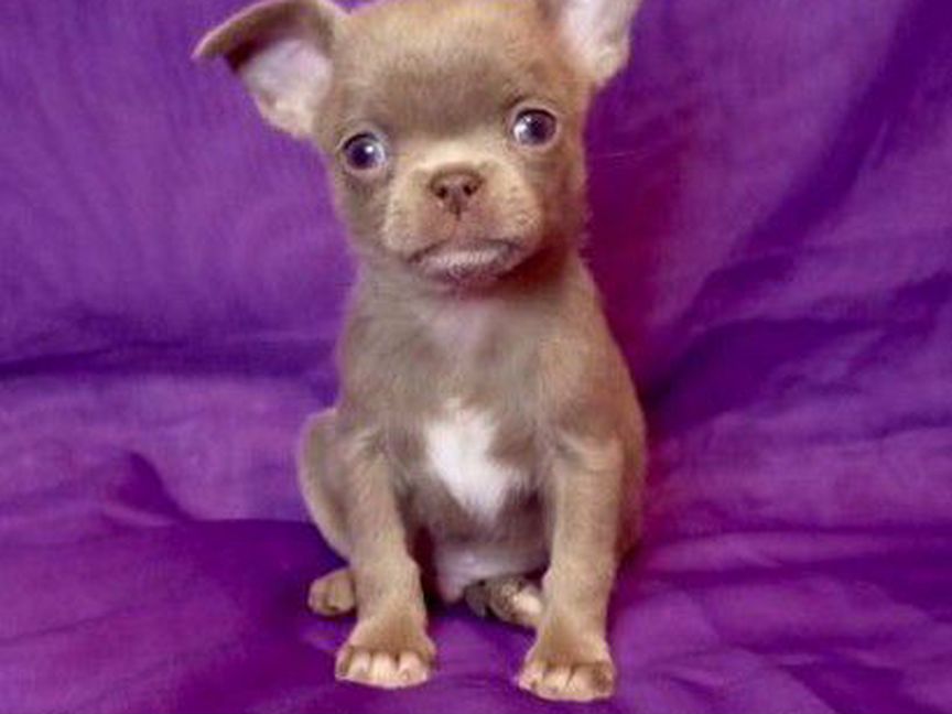 Лиловый чихуахуа мальчик