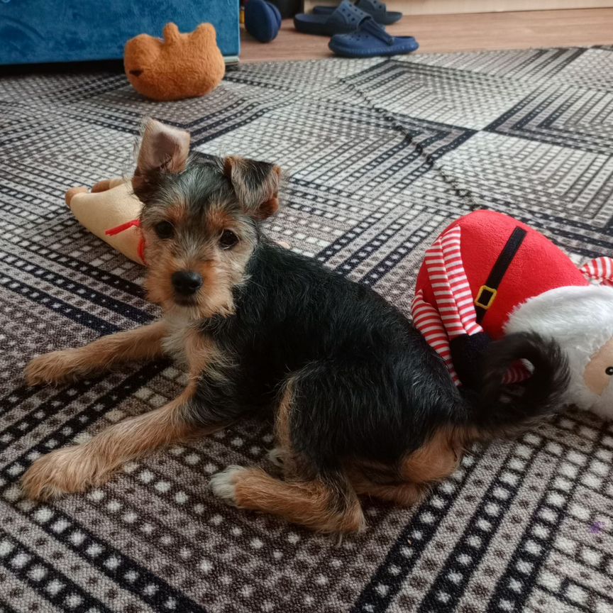 Йоркширский терьер, щенок