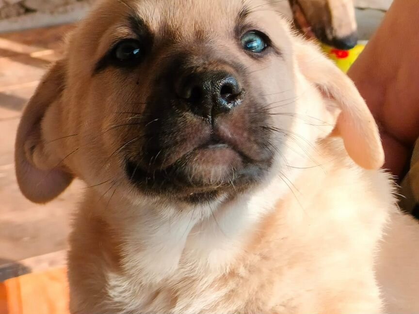 Отдам бесплатно щенка