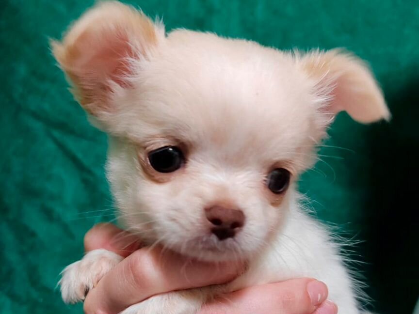 Чихуахуа щенок мальчик