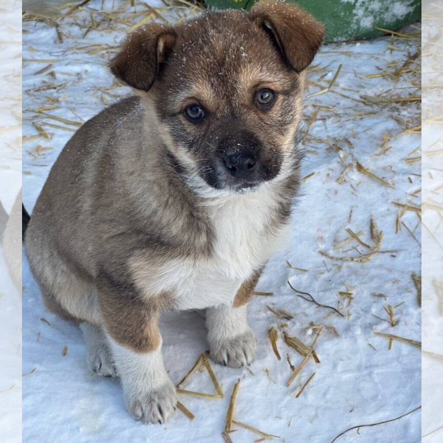 Щенок в добрые руки