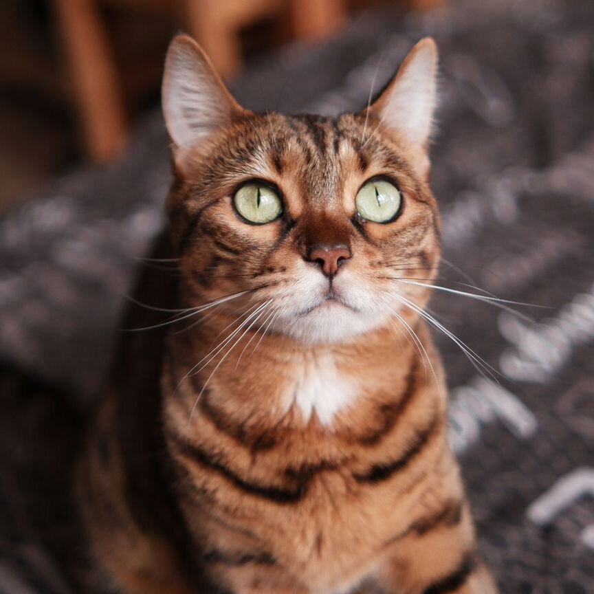 Бенгальская кошка