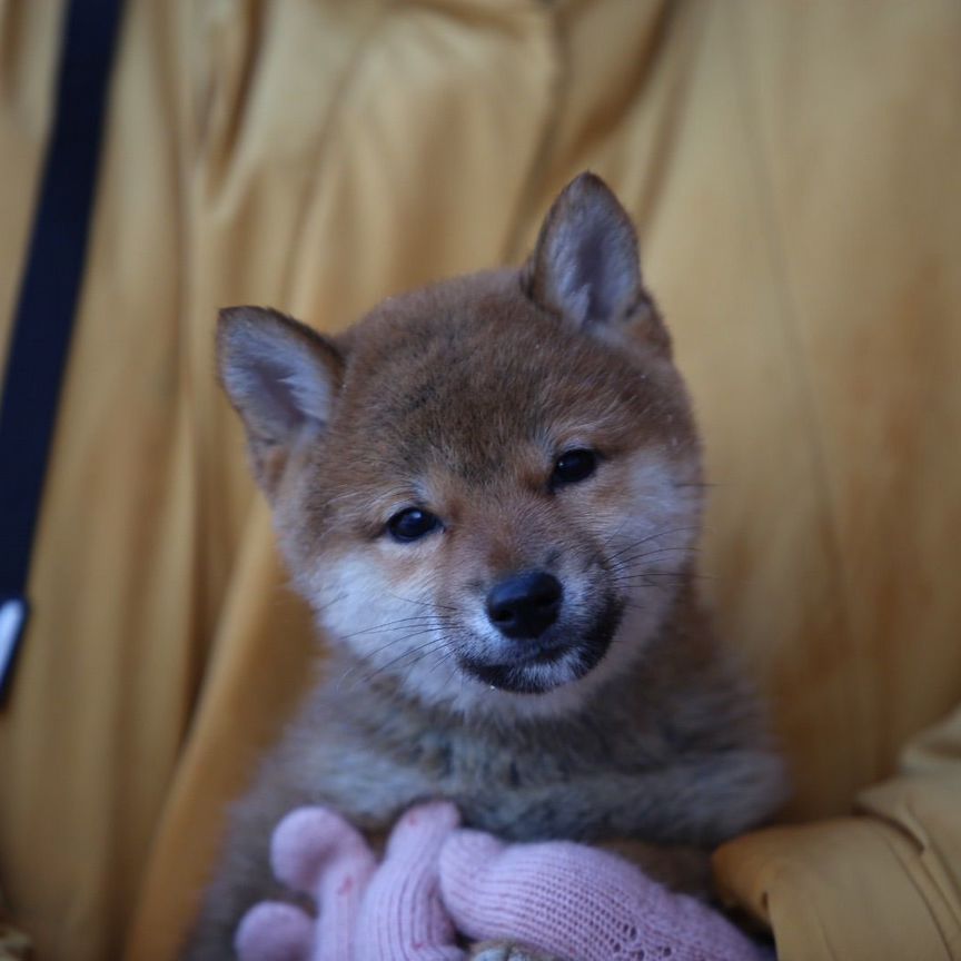 Щенки сиба ину