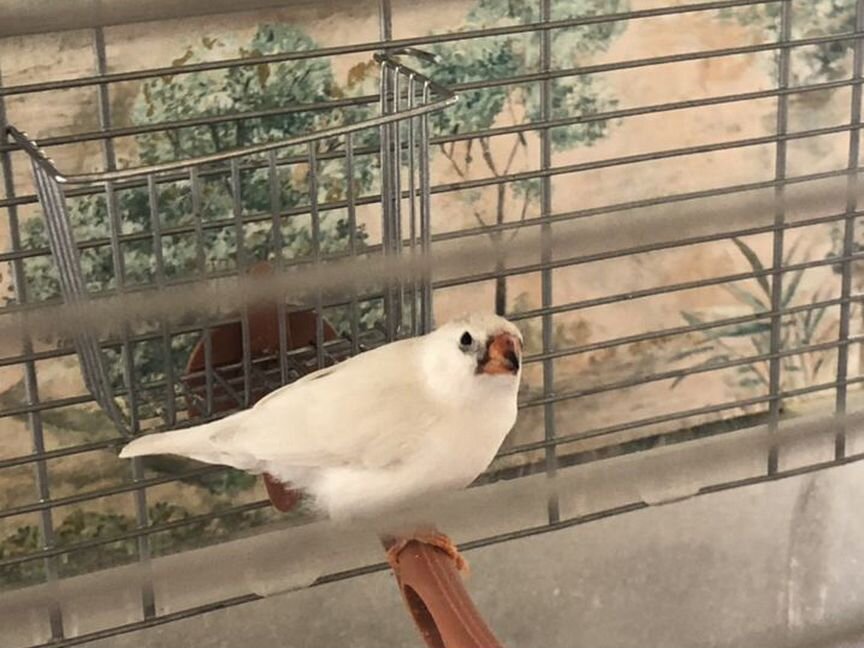 Зебровые амадины