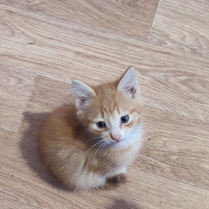 Котёнок в добрые руки