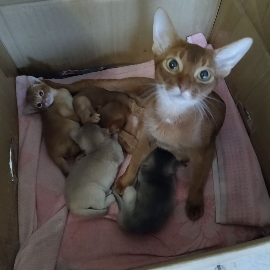 Абиссинские котята