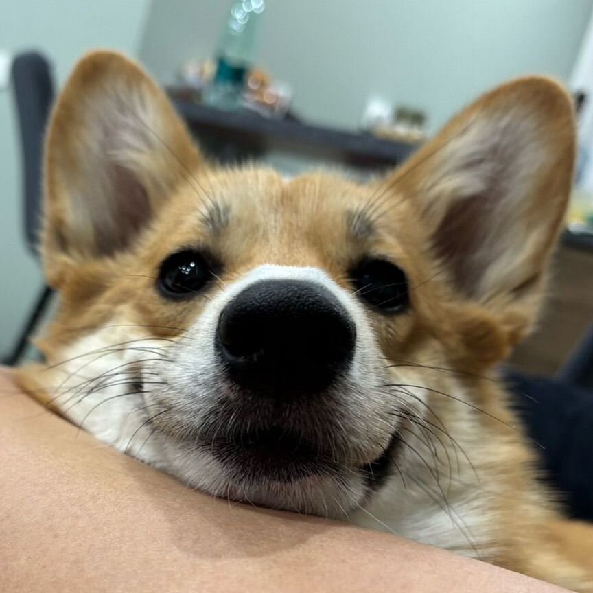 Случка собак корги